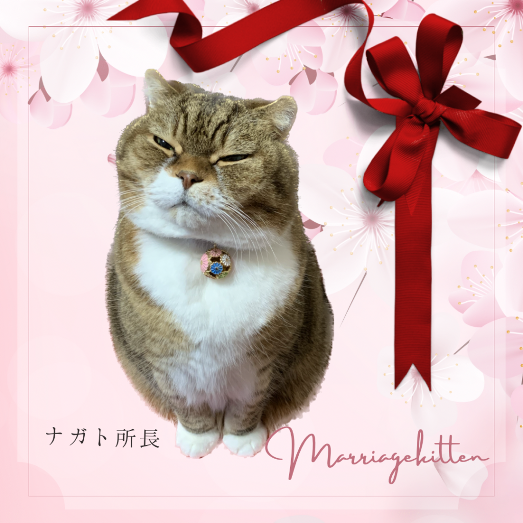 猫がいると婚活が成功しやすくなる！？〜猫との出会いが幸せをもたらす〜 | Marriage kitten