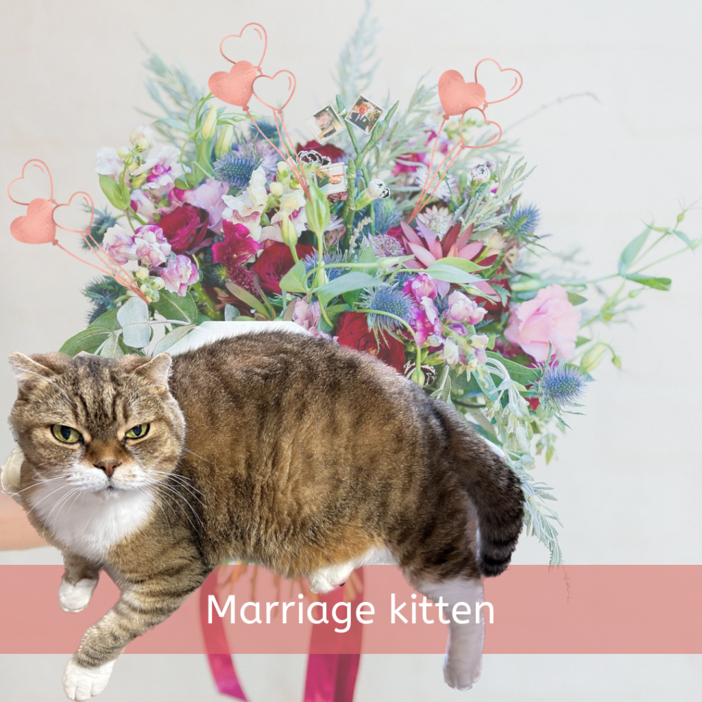 猫好き初心者の婚活ガイド | Marriage kitten