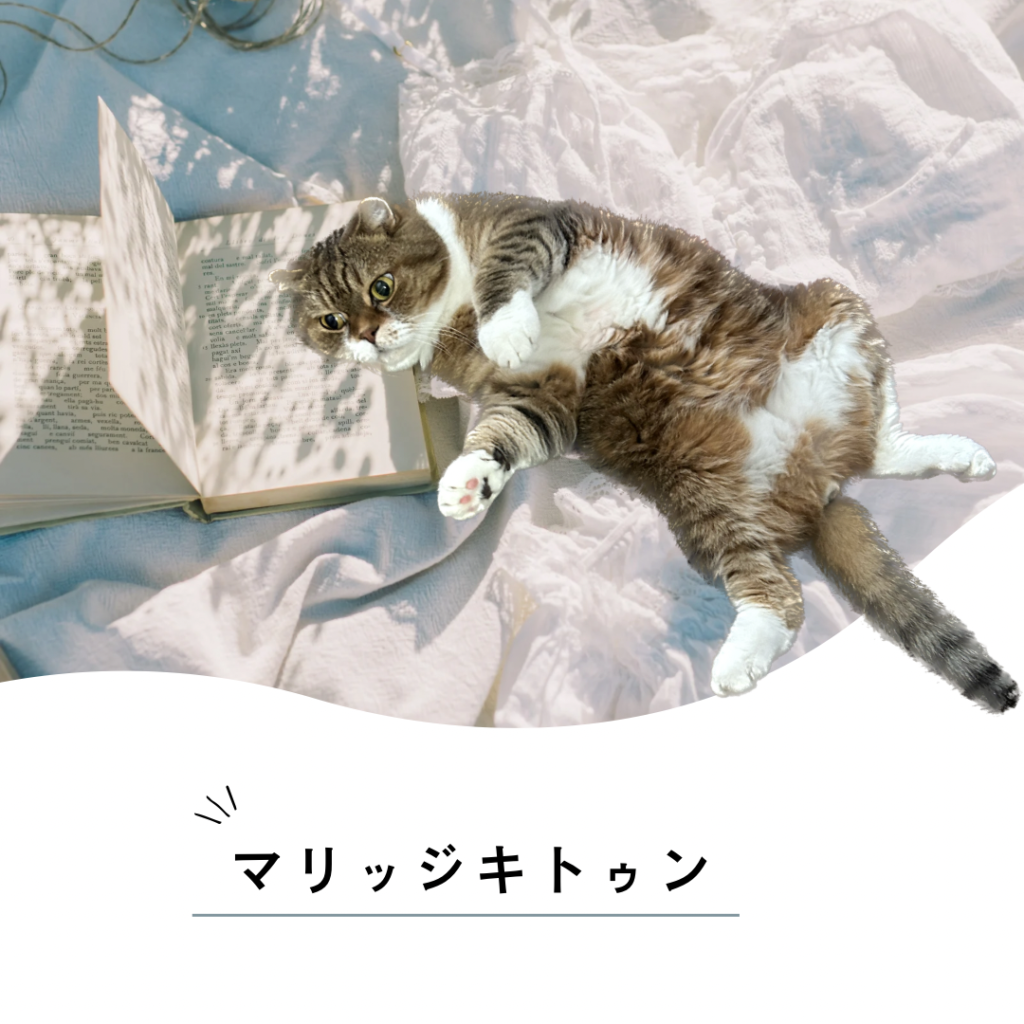 猫と一緒に幸せな結婚を目指すエンジョイライフ | Marriage kitten